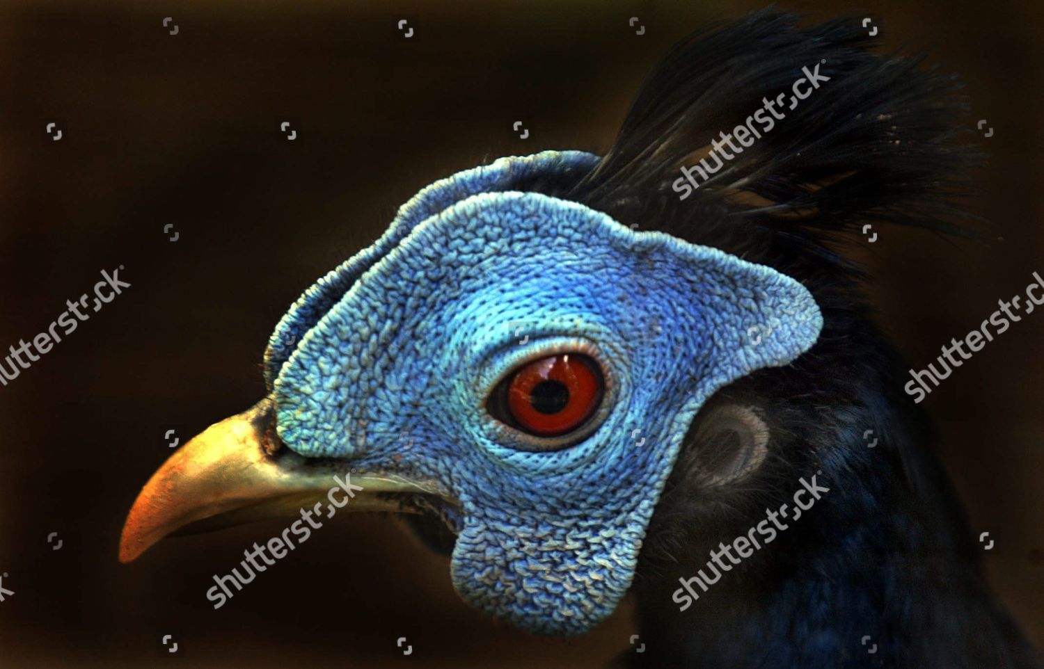 Crested Fireback Pheasa Blue Bird Cage Editorial Stock Photo - Stock ...