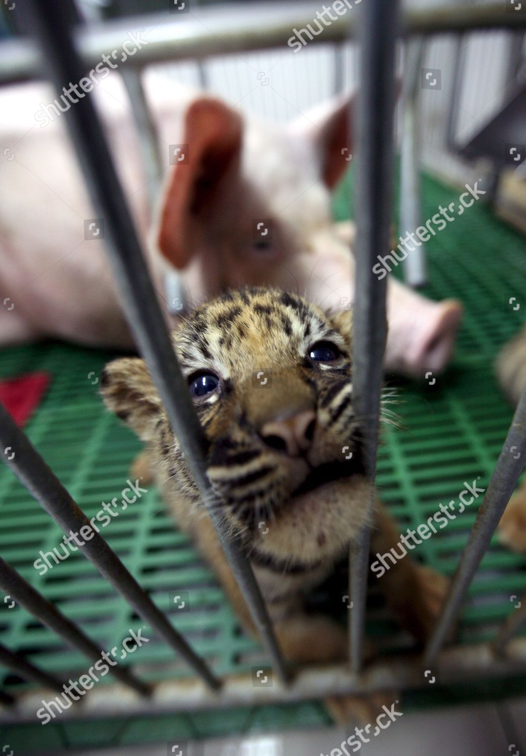 Tiger Cub Feeding Pen Sow Pig Editorial Stock Photo - Stock Image ...