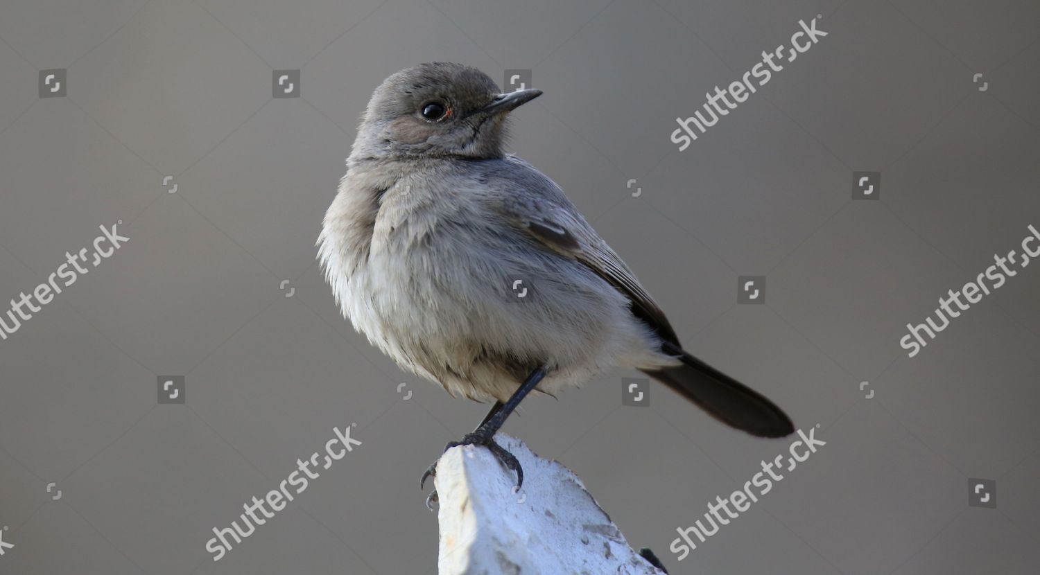 Eastern Phoebe Sayornis Phoebe Bird Sits Editorial Stock Photo - Stock ...