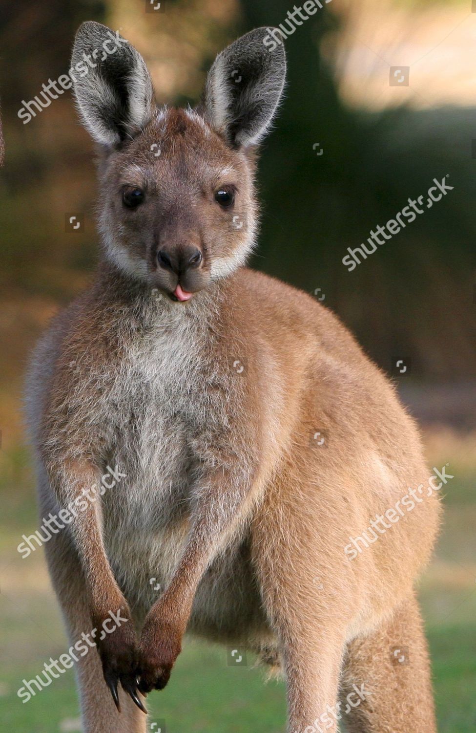 Young Western Grey Kangaroo Joey Takes Editorial Stock Photo - Stock ...