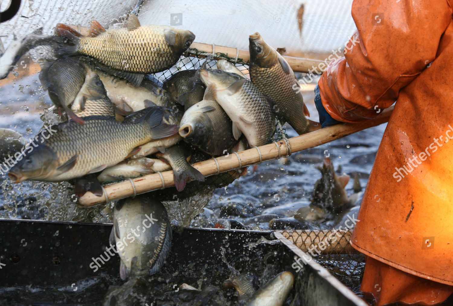 Employee Loads Fish Container Volma Fish Editorial Stock Photo - Stock ...