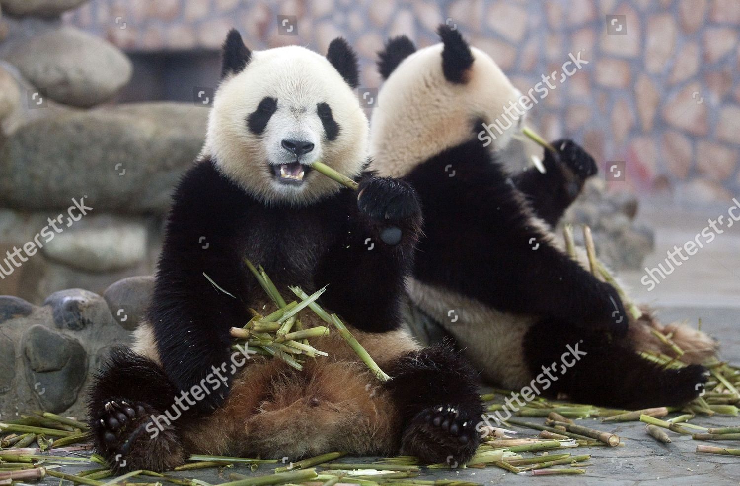 Giant Pandas Chew Bamboo Chengdu Giant Editorial Stock Photo - Stock ...