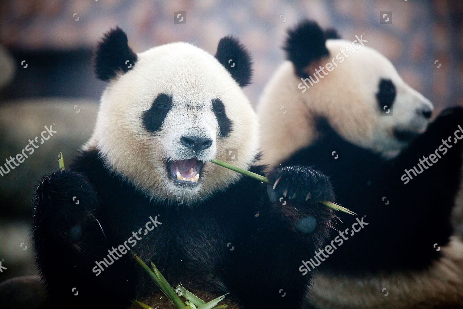 Giant Pandas Chew Bamboo Chengdu Giant Editorial Stock Photo - Stock ...