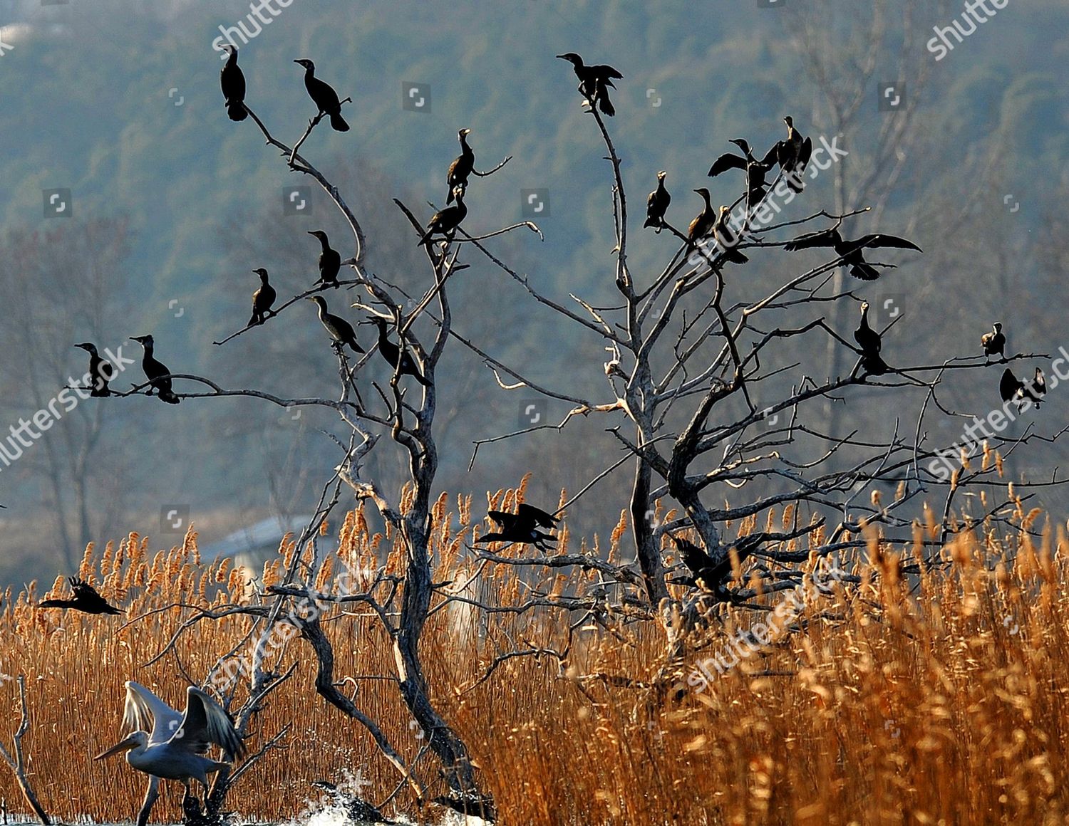 Birds Rest On Branches Leafless Tree Editorial Stock Photo - Stock ...