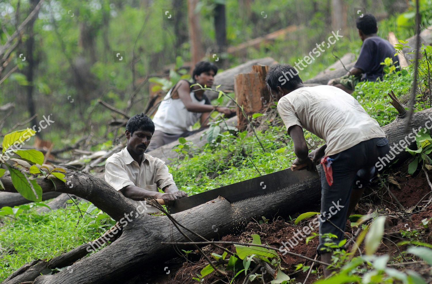 Labourers Working Assam Forest Department Seen Editorial Stock Photo ...