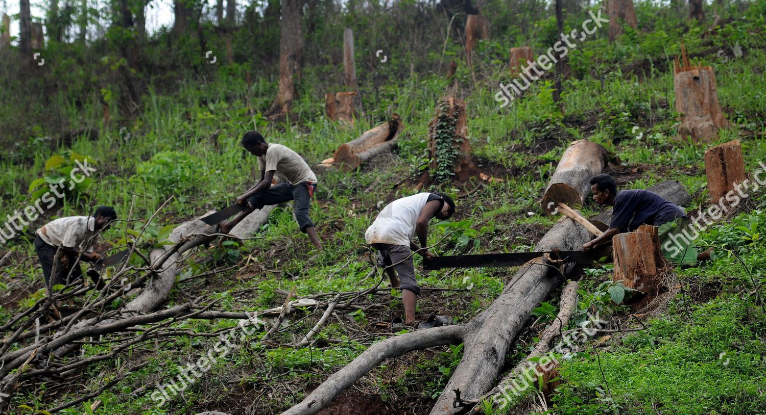 Labourers Working Assam Forest Department Seen Editorial Stock Photo ...