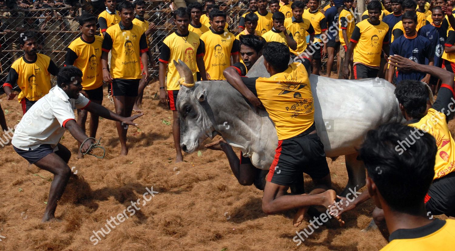 Indian Villagers Try Tame Bull During Editorial Stock Photo - Stock ...