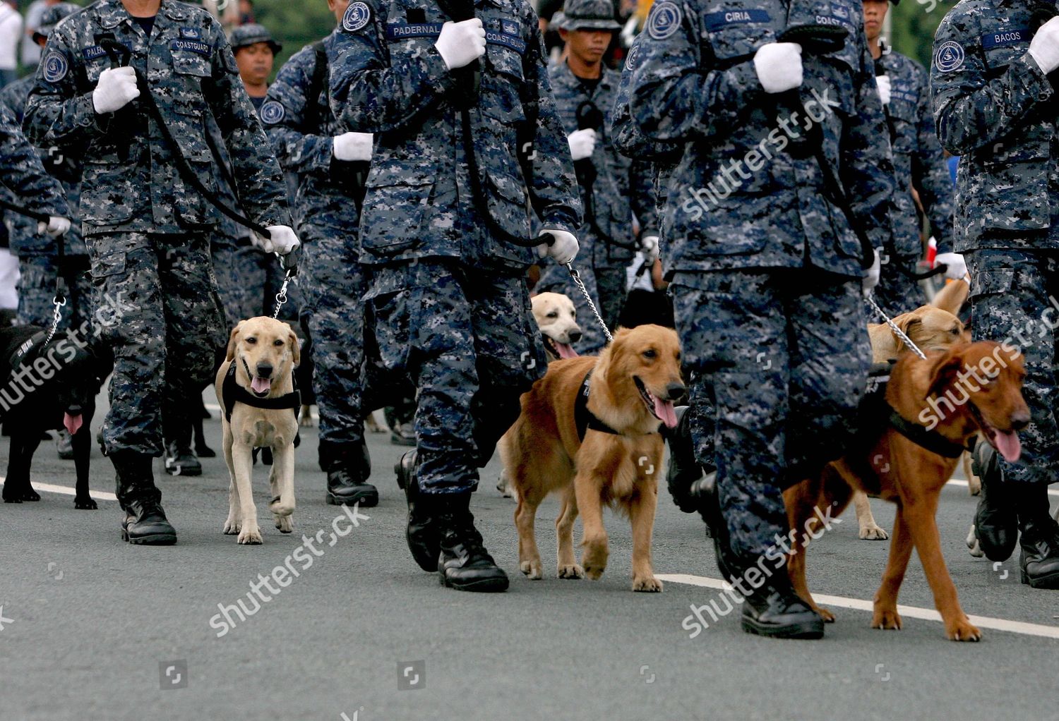 K9 Bomb Sniffing Dogs Join Parade Editorial Stock Photo - Stock Image ...