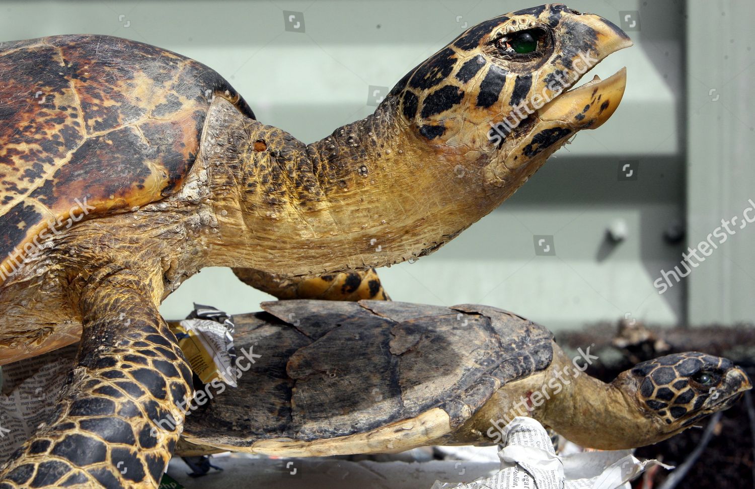 Dried Sea Turtles Illegal Shipment Seized Editorial Stock Photo - Stock ...