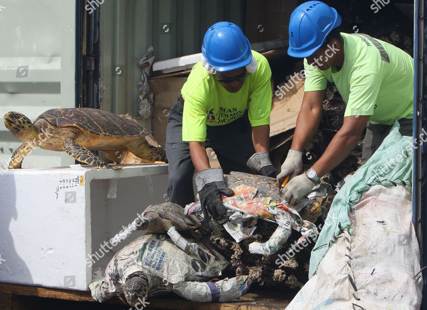Filipinos Bring Out Dried Sea Turtles Editorial Stock Photo - Stock ...