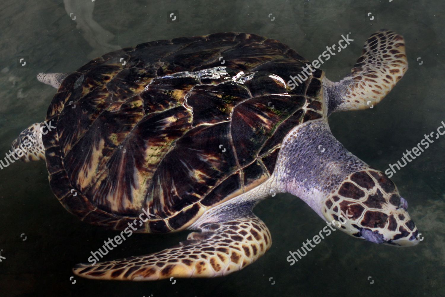 Blind Turtle Being Cared Sea Turtle Editorial Stock Photo - Stock Image ...