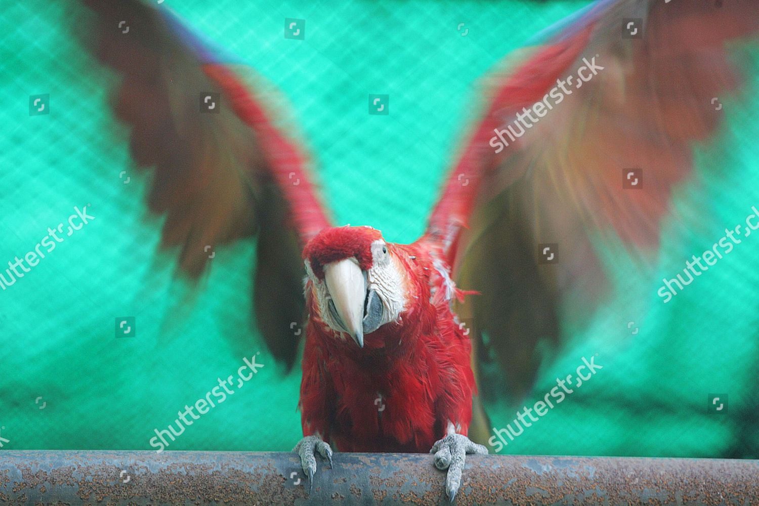 Scarlet Macaw Seen Enclosure National Zoological Editorial Stock Photo ...