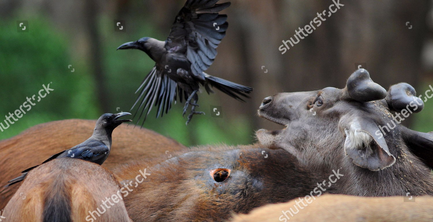 Crows Attack Samber Guwahati Zoological Park Editorial Stock Photo ...