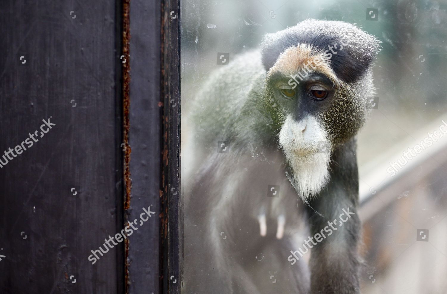 De Brazzas Monkey Cercopithecus Neglectus Leans Editorial Stock Photo ...