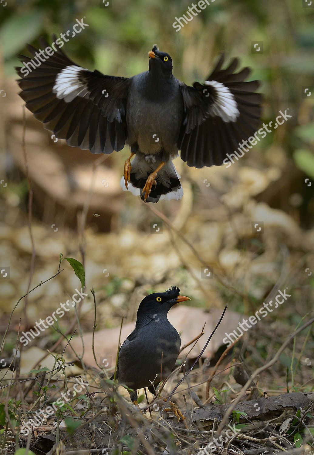 Pair Common Indian Myna Searches Insects Editorial Stock Photo - Stock ...