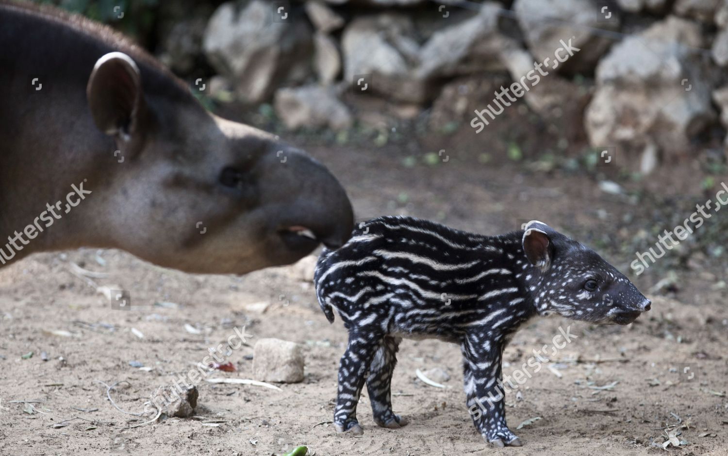 Fourdayold Male Brazilian Tapir Cub Interacts Editorial Stock Photo ...