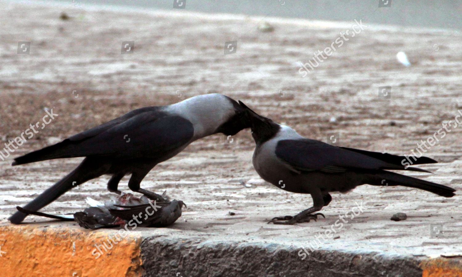 Two Crows Fight Their Share Dead Editorial Stock Photo - Stock Image ...