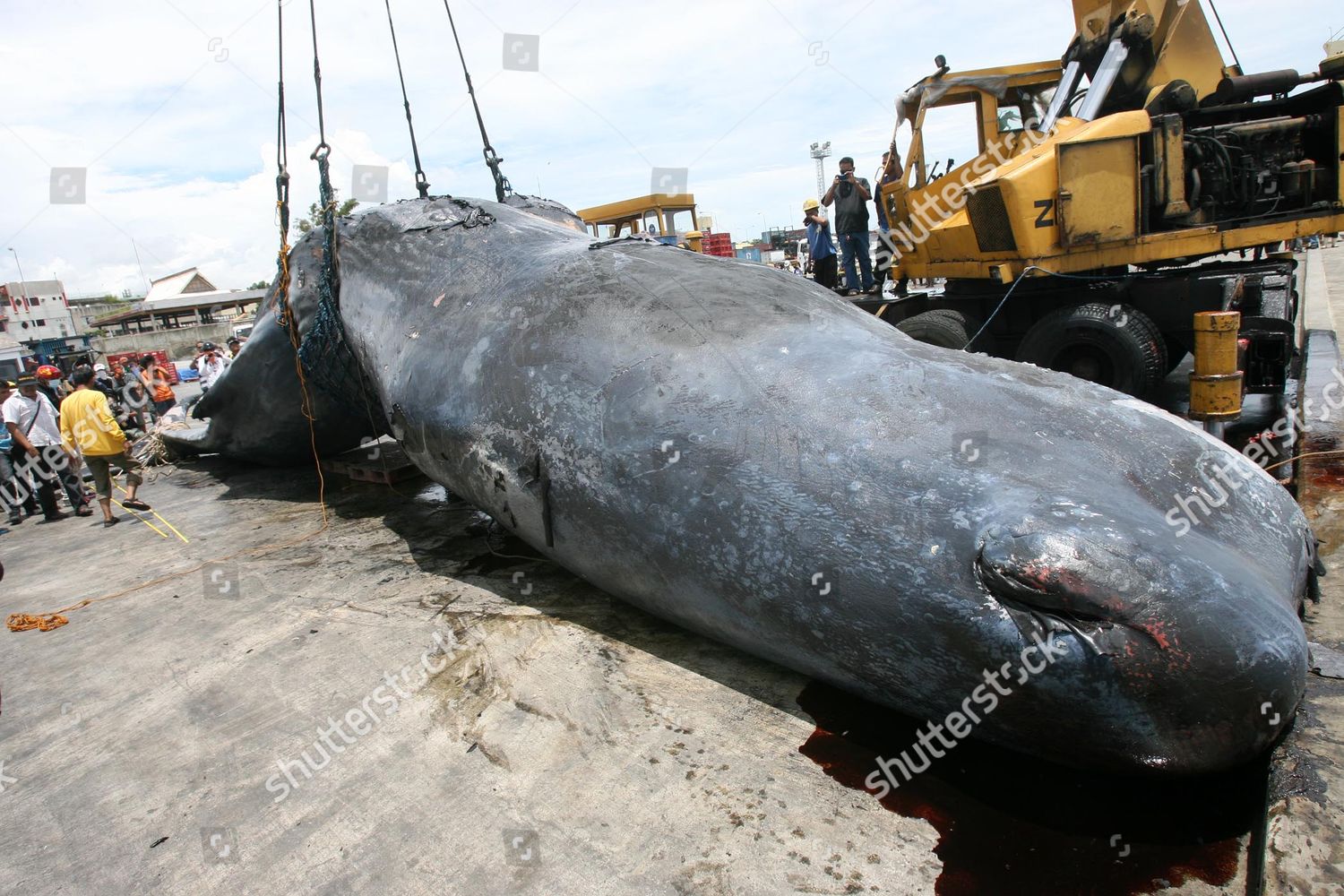 Crane Tries Lift Carcass Nearly 16 Editorial Stock Photo - Stock Image ...