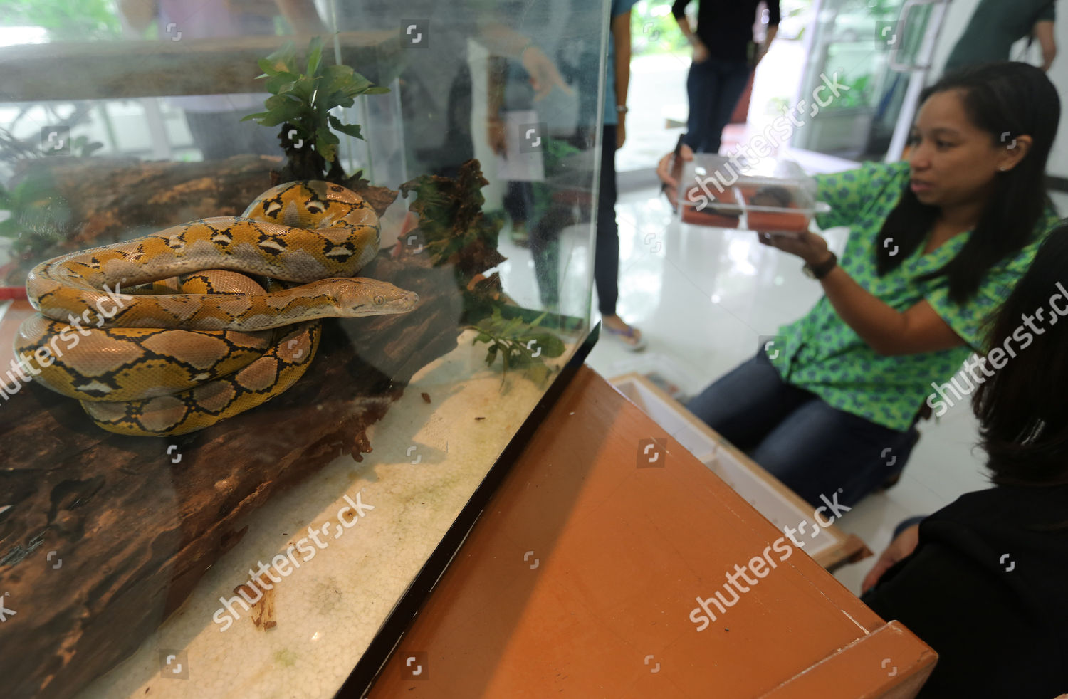 Recovered Reticulated Python Glass Case Filipino Editorial Stock Photo ...