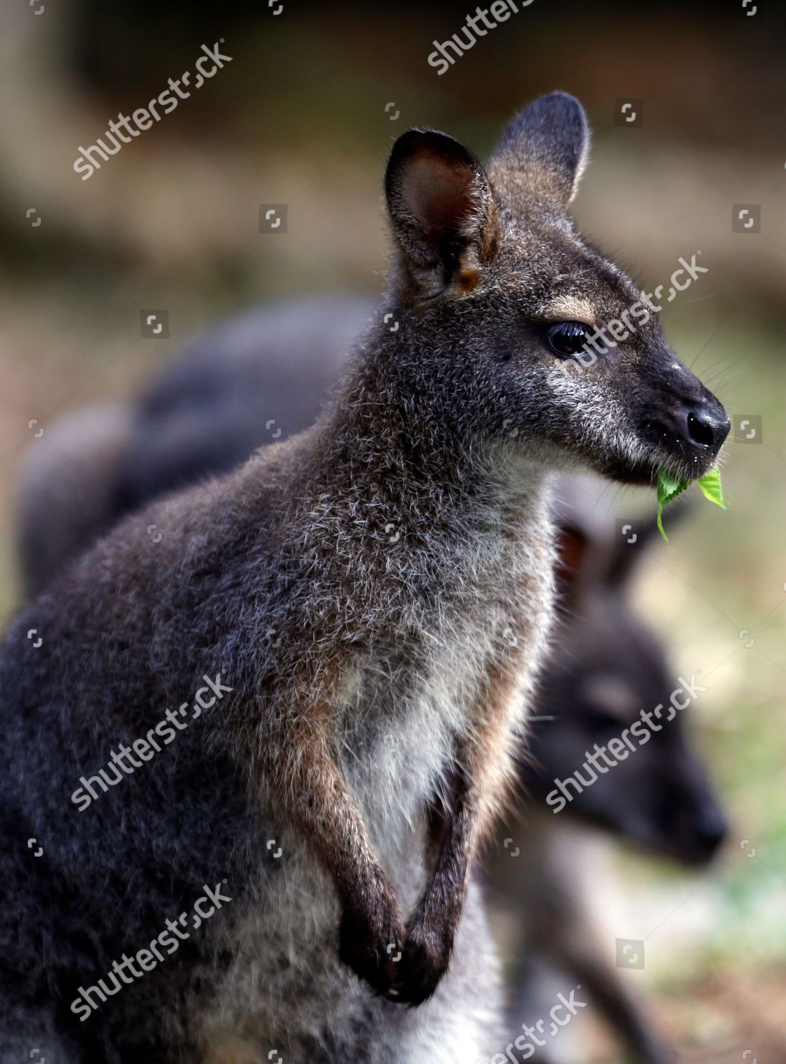 Bennetts Wallaby Eat Leaves On New Editorial Stock Photo - Stock Image ...