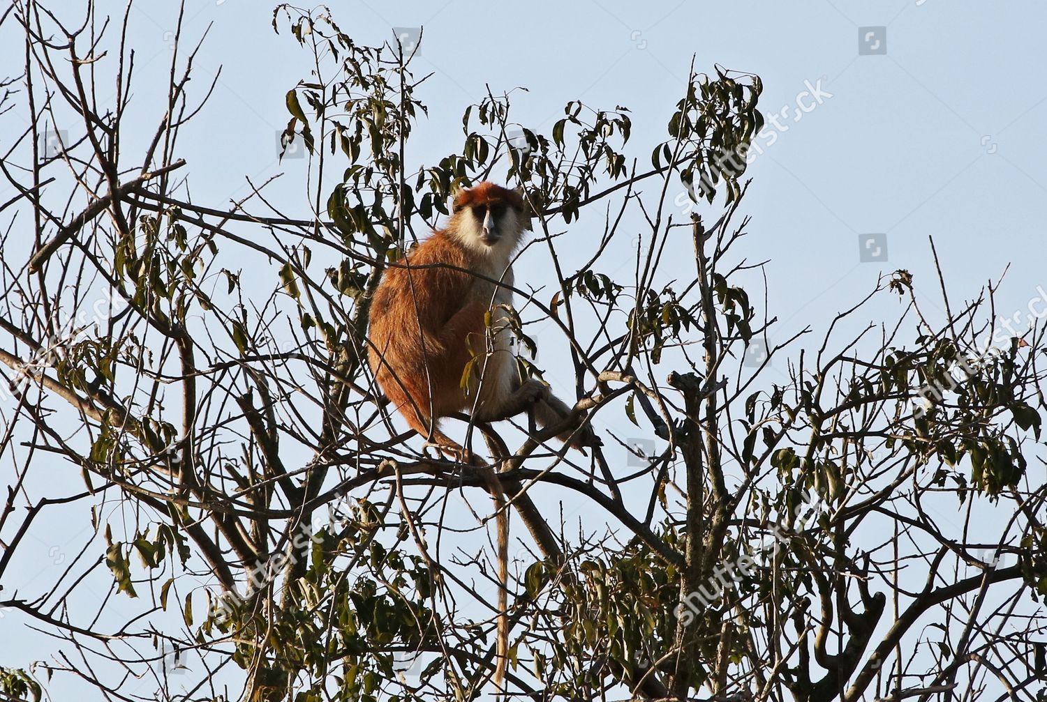 Patas Monkey Sits Tree Grassland Murchison Editorial Stock Photo ...