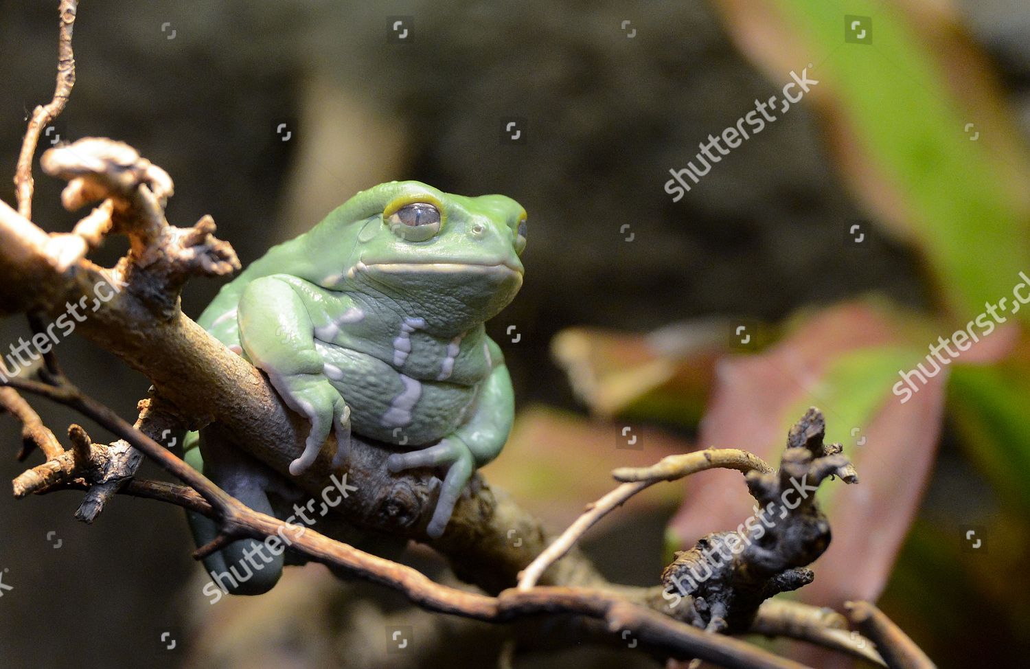 Waxy Monkey Frog South America Sits Editorial Stock Photo - Stock Image ...