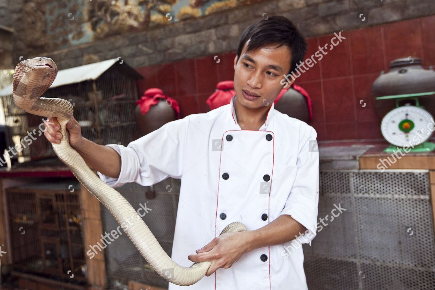 Cook Chooses Cobra Prepare Meal Restaurant Editorial Stock Photo ...