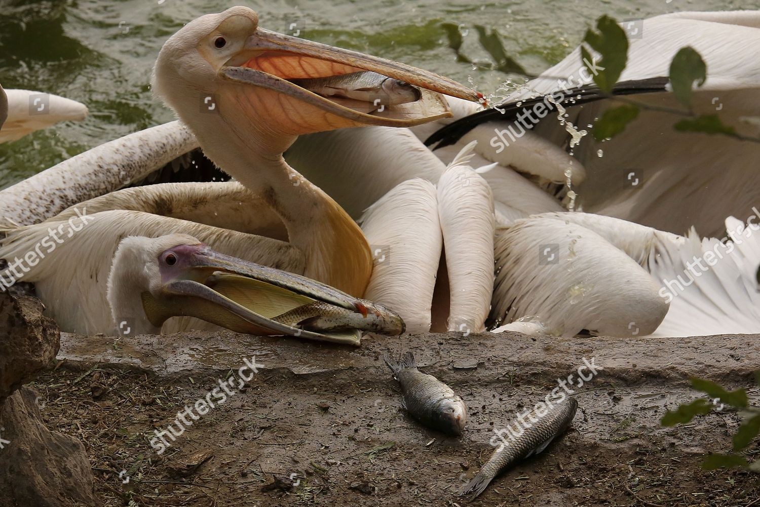 Pelicans Eat Fish During Rainy Wintery Editorial Stock Photo - Stock ...