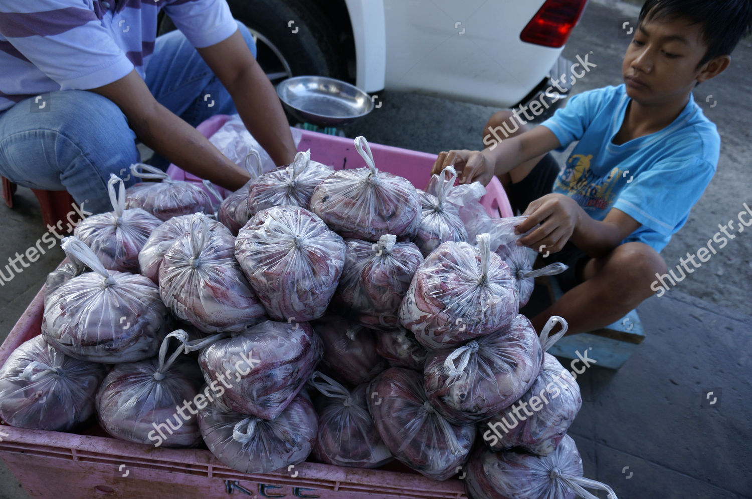 Boy Packs Fresh Squid Squashed Into Editorial Stock Photo - Stock Image ...