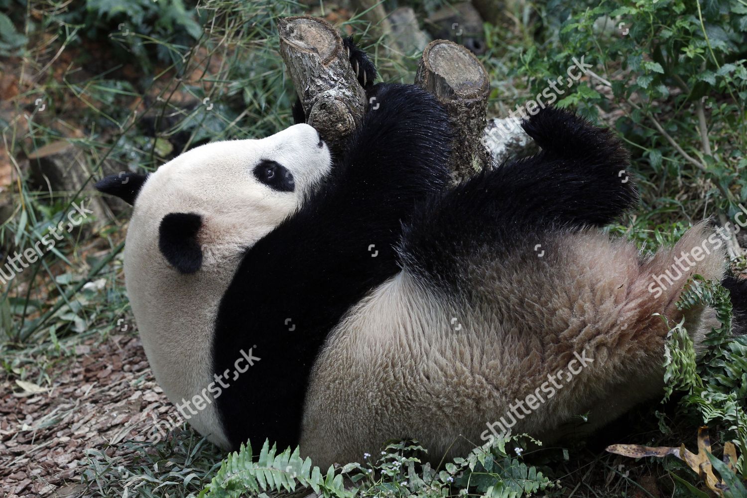 Jia Jia Giant Panda Jia Jia Editorial Stock Photo - Stock Image ...