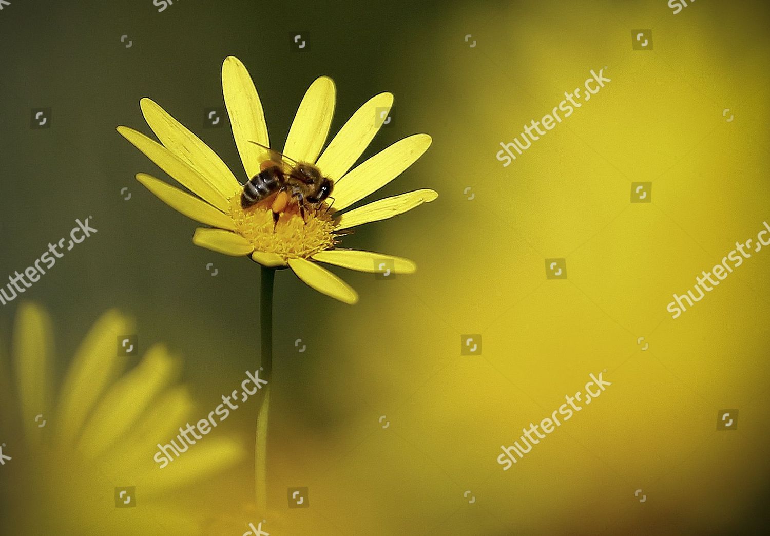 Bee Collects Pollen Euryops Pectinatus Flower Editorial Stock Photo ...