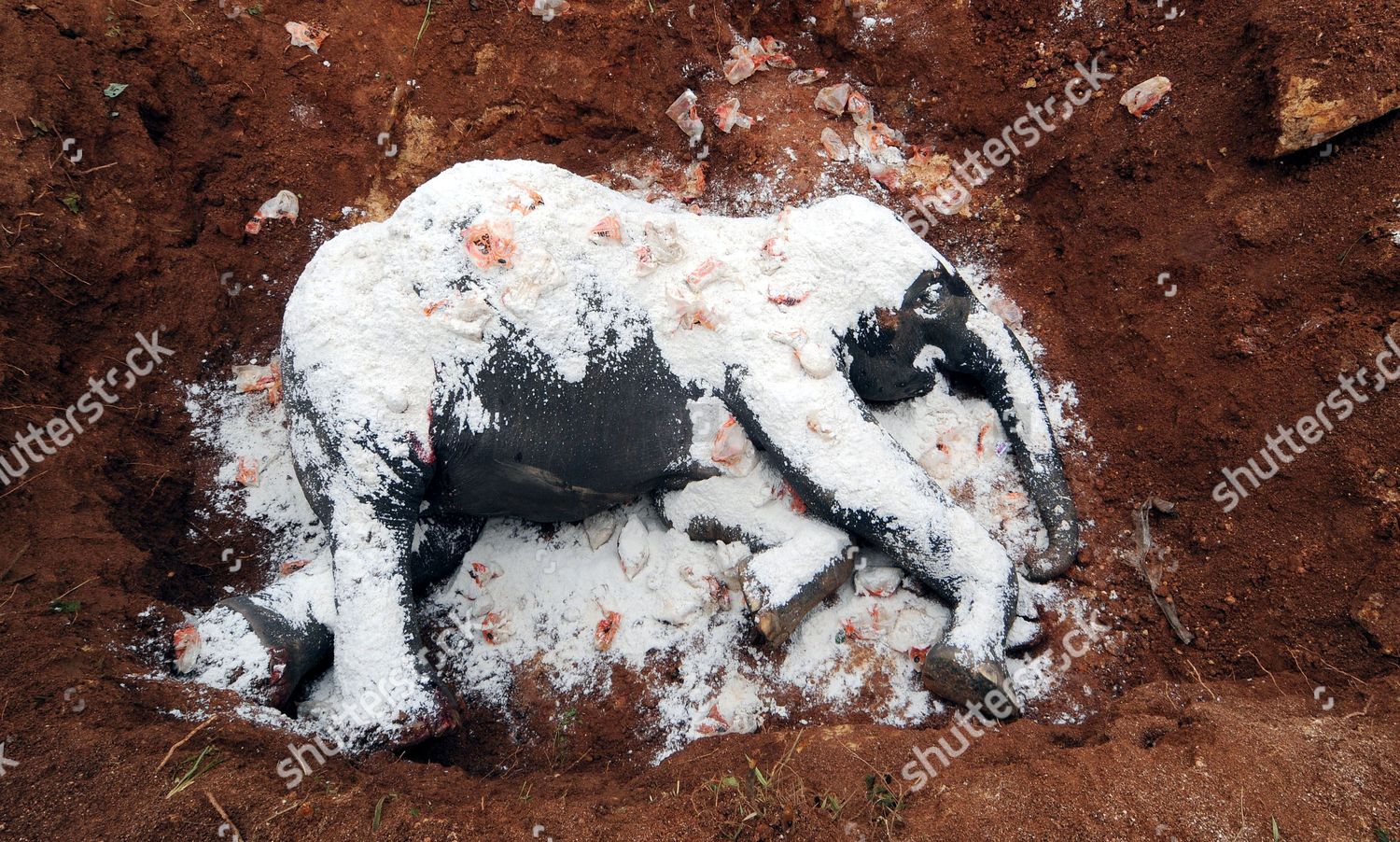 Salt Covers Dead Elephant Decomposition Grave Editorial Stock Photo ...