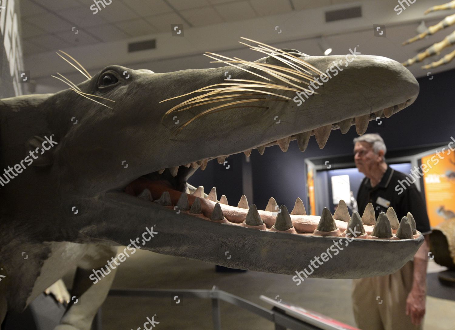 Ambulocetus Natans Skeleton