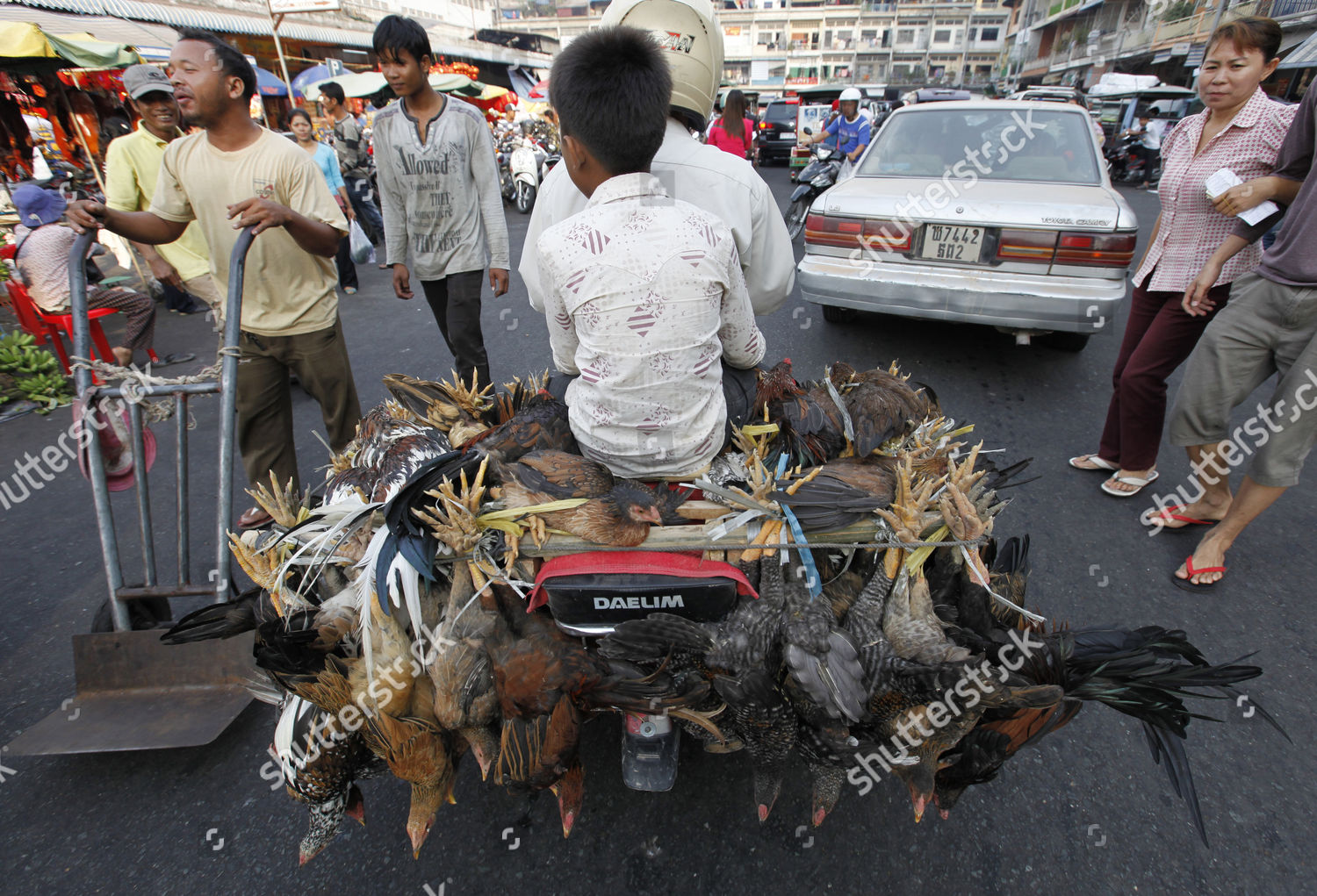 Cambodian People Ride Motorcycle Loaded Chickens Editorial Stock Photo ...
