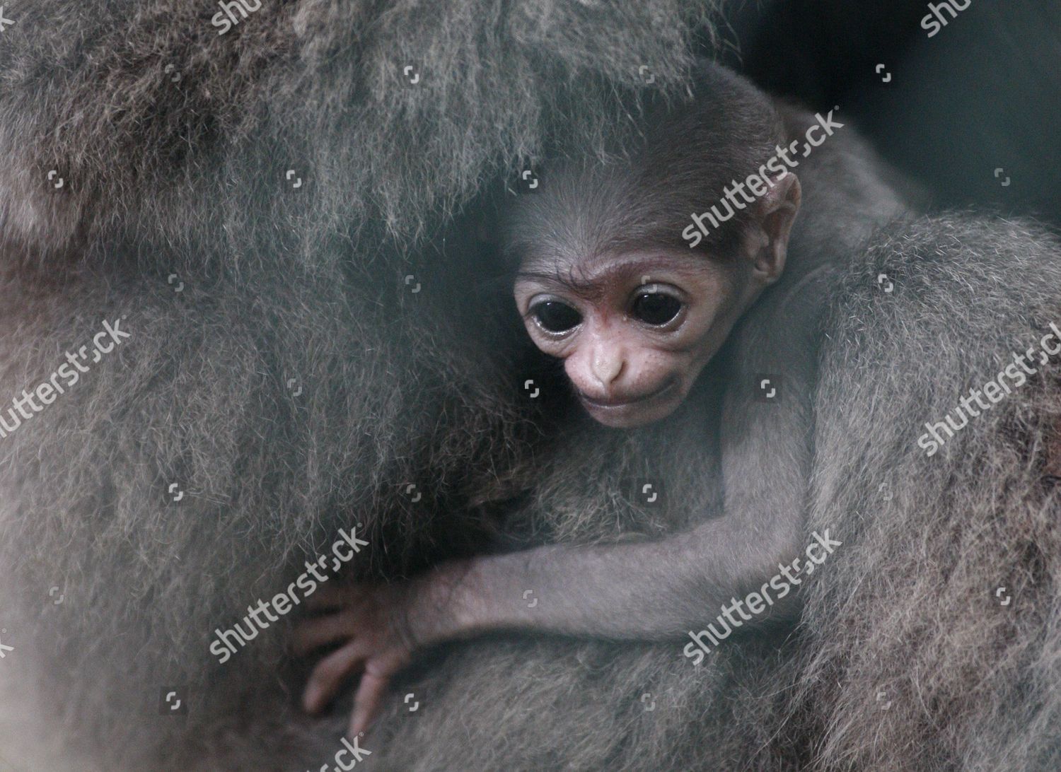 Two Week Old Baby Owa Jawa Editorial Stock Photo - Stock Image ...