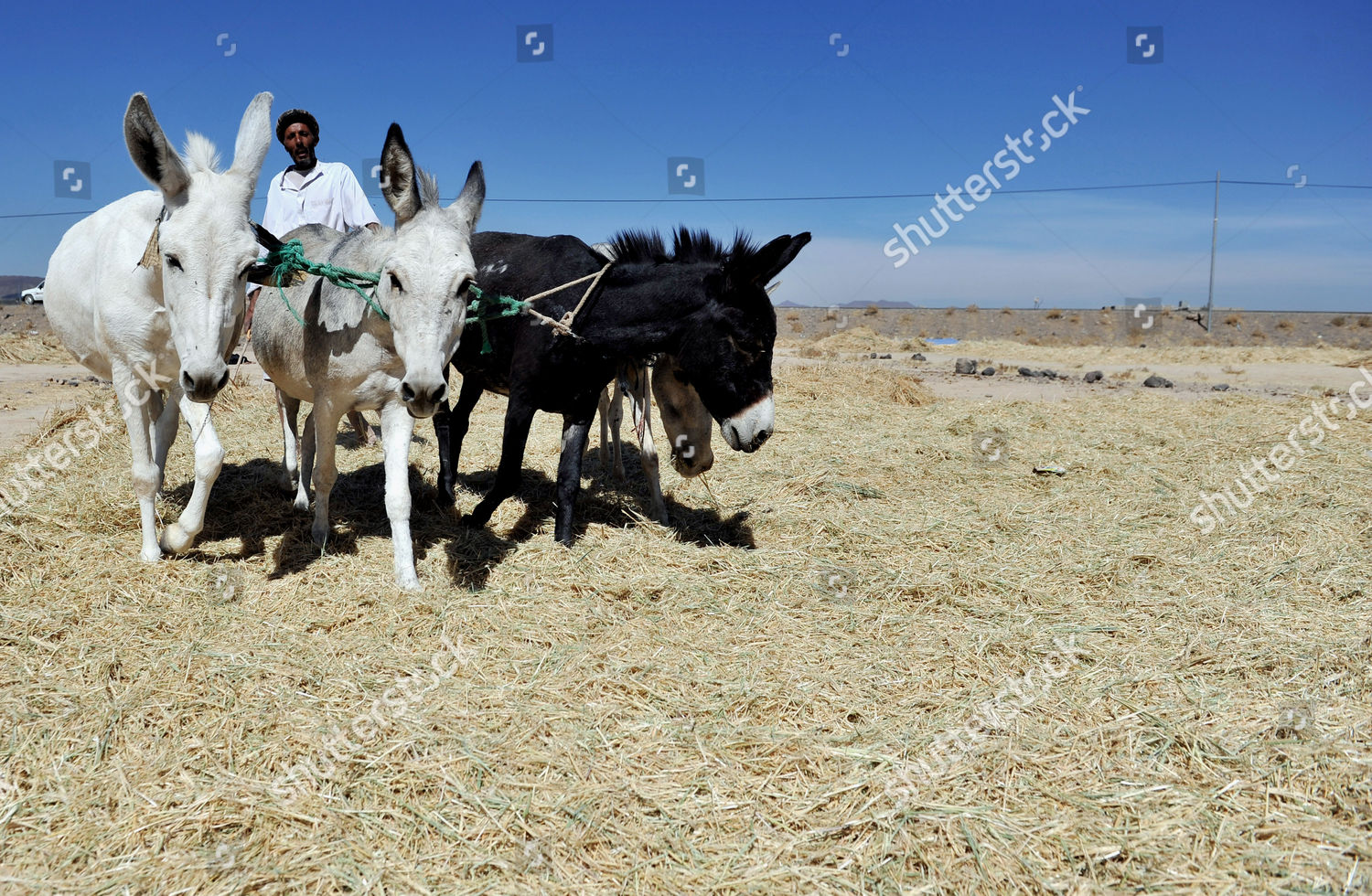 Yemeni Man Uses Donkeys Crush Wheat Editorial Stock Photo - Stock Image ...
