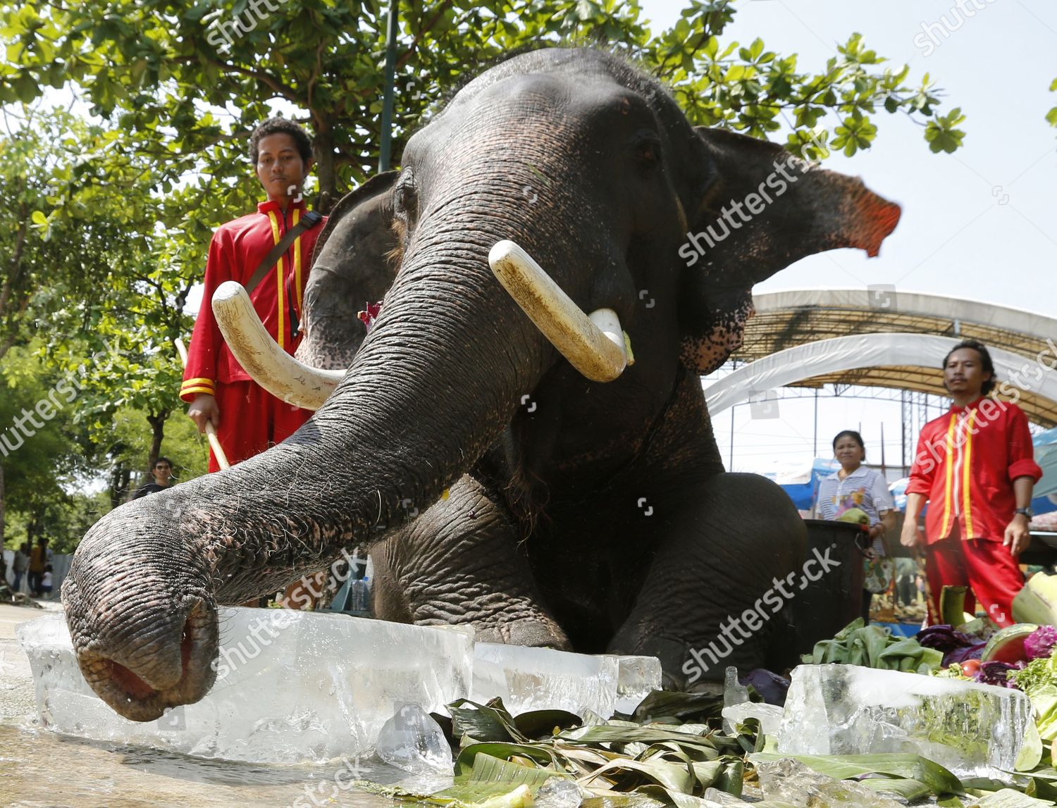Thai Elephant Enjoys Chunk Ice Given Editorial Stock Photo - Stock ...