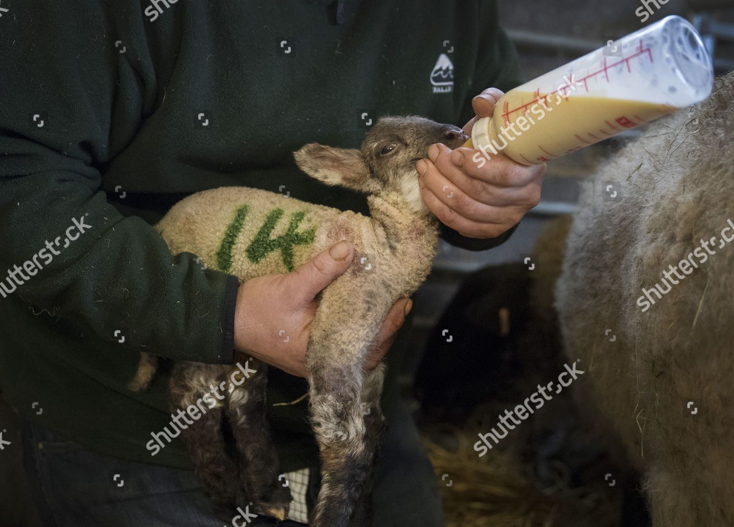Farmer Butcher Steve Conisbee Feeds New Editorial Stock Photo - Stock ...