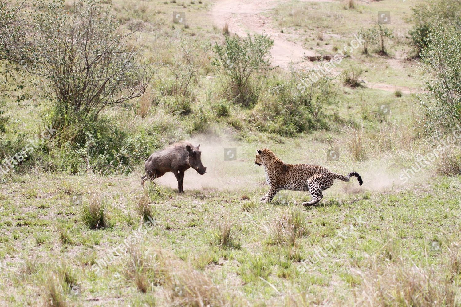Battle Between Warthog Leopard Editorial Stock Photo - Stock Image ...