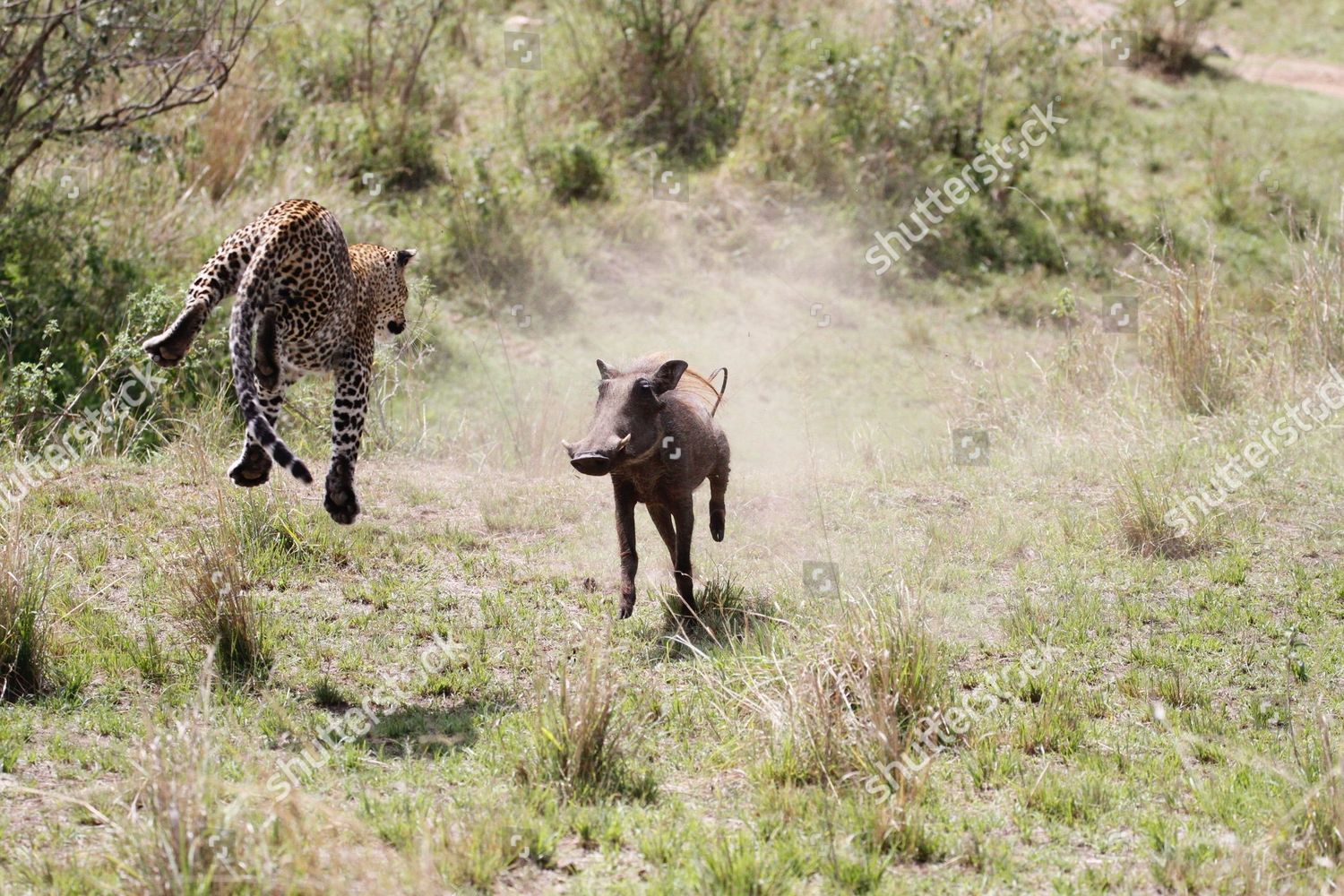 Battle Between Warthog Leopard Editorial Stock Photo - Stock Image ...