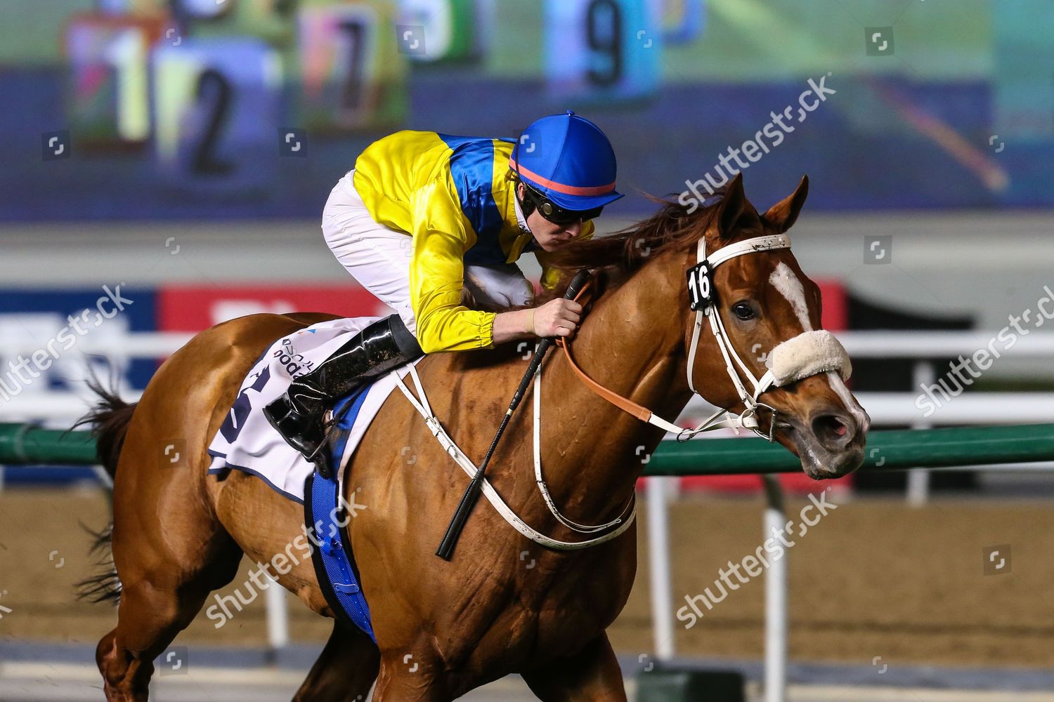 Baroot Blue Cap Pat Cosgrave Trained Editorial Stock Photo - Stock ...