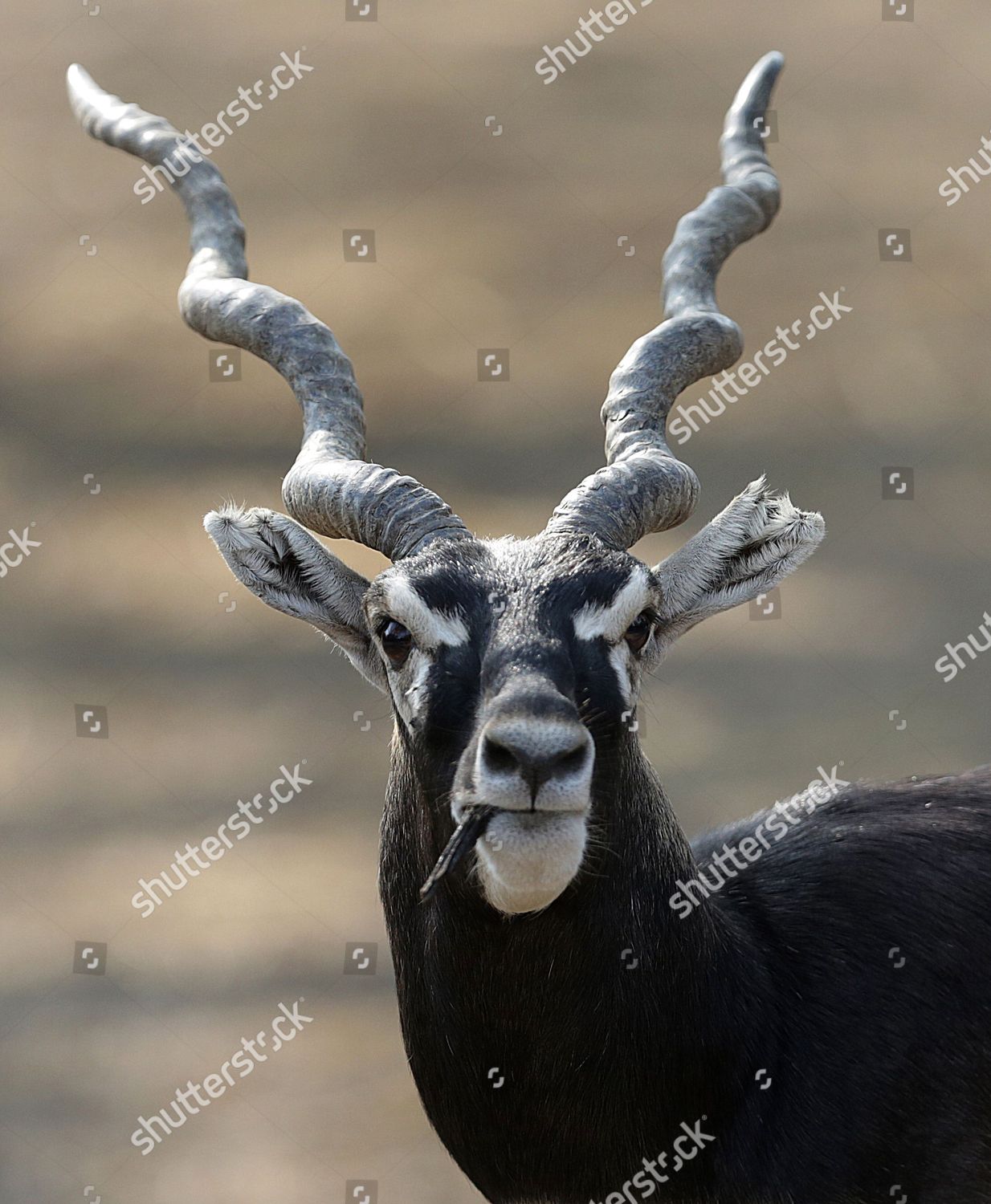 Blackbuck Known Indian Antelope Seen Delhi Editorial Stock Photo ...