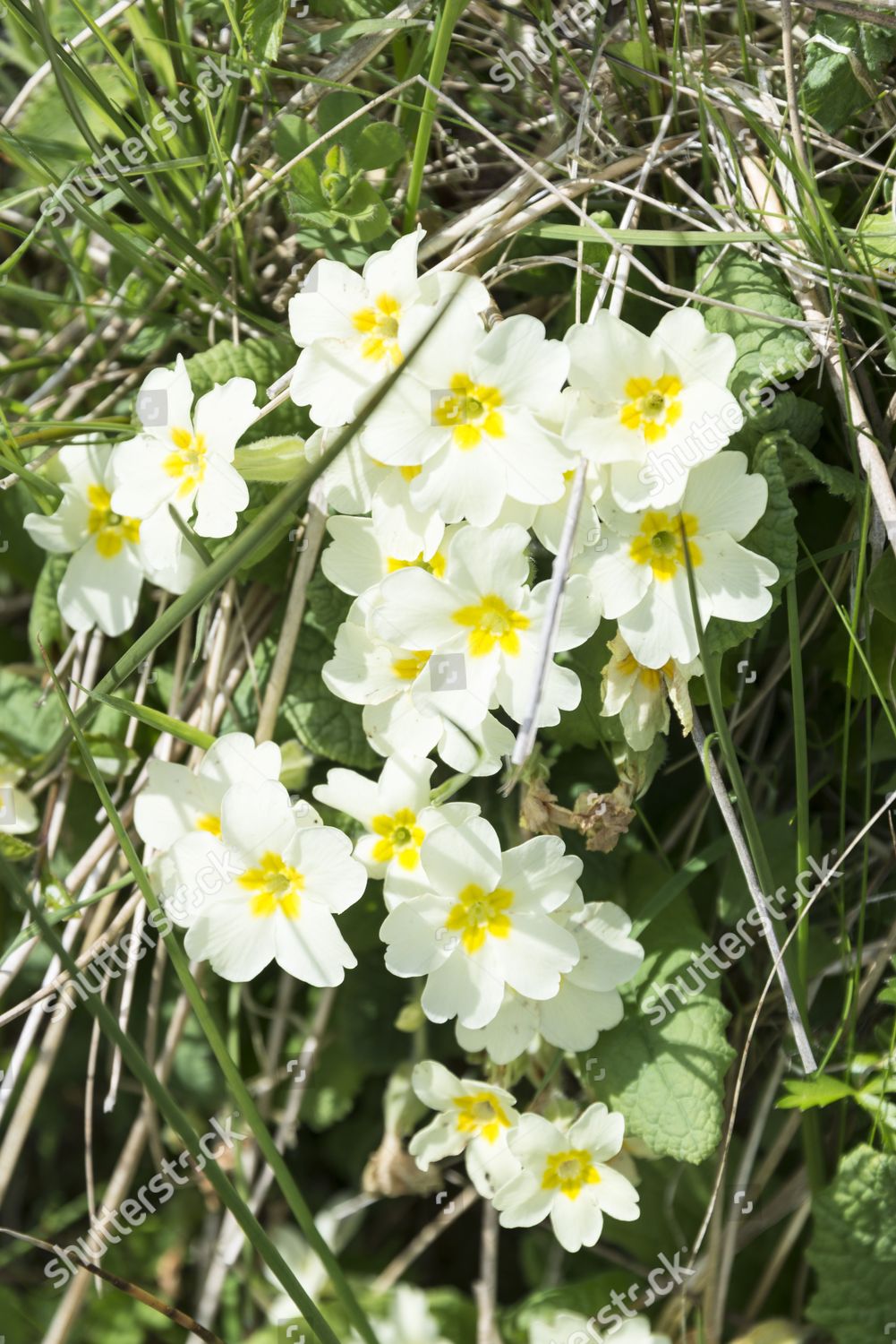 Primrose Native Plant Britain County Flower Editorial Stock Photo ...