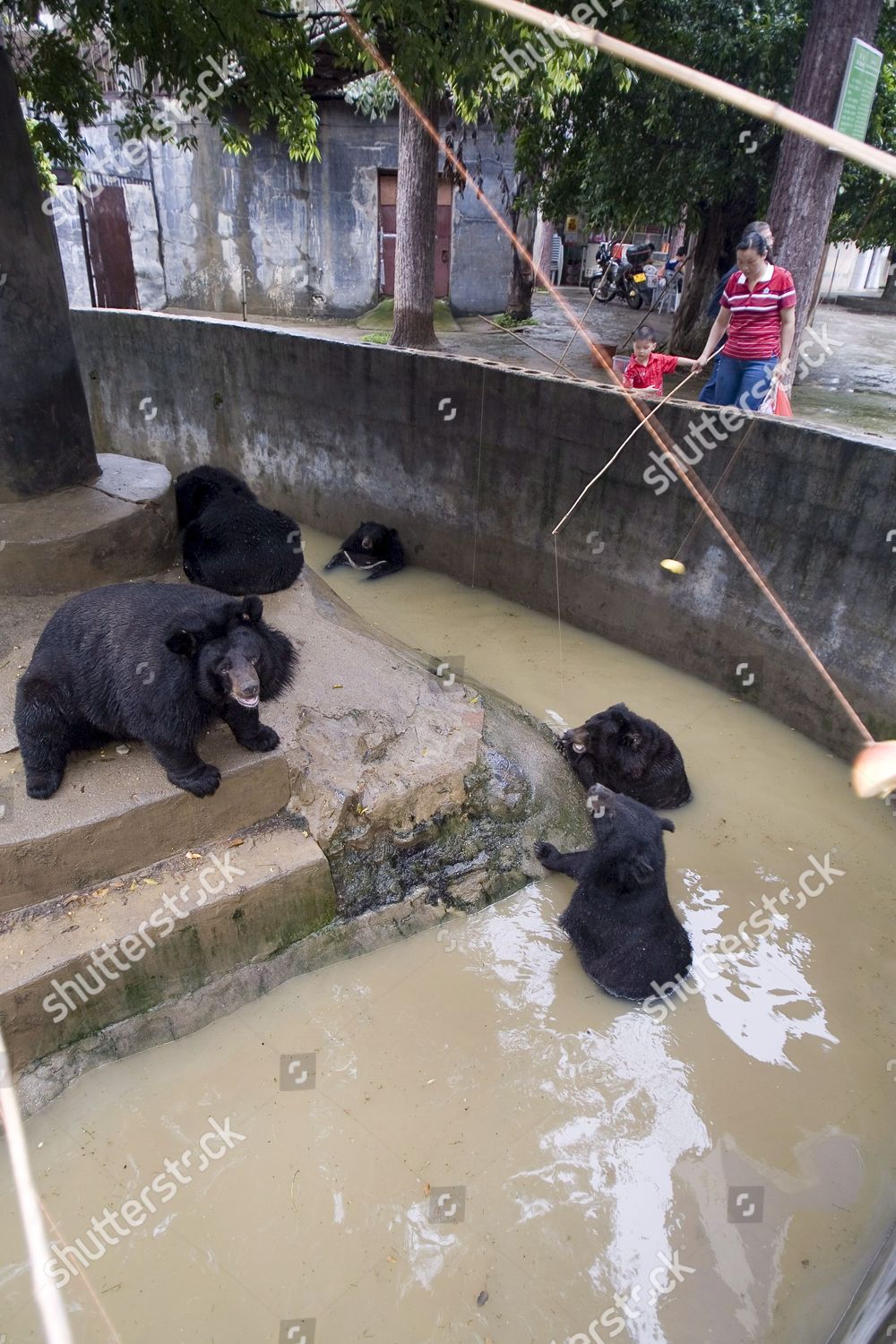 Asiatic Black Bears Try Catch Apples Editorial Stock Photo - Stock ...