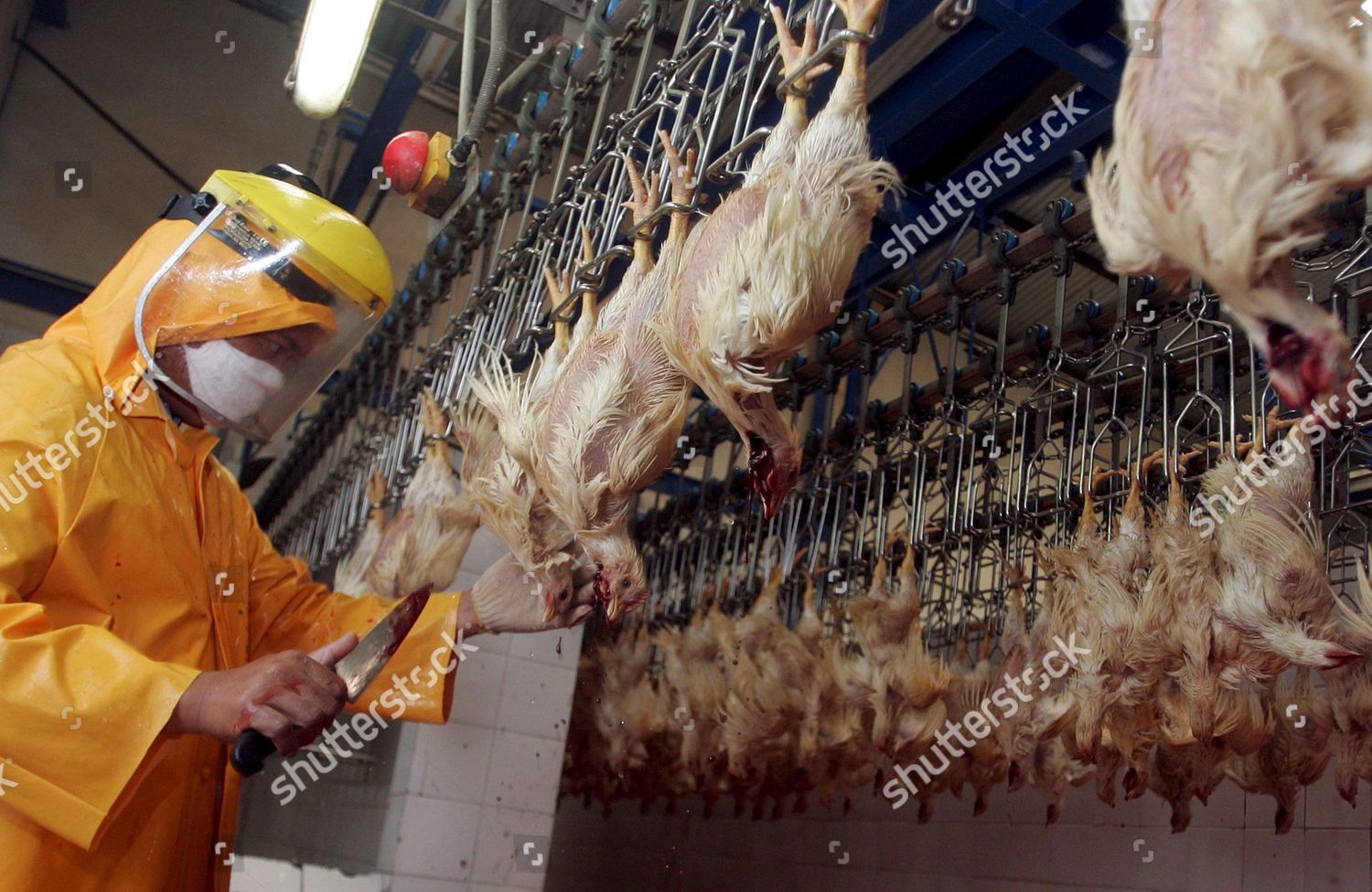 Indonesian Employee Hangs Chickens Slaughter House Editorial Stock ...
