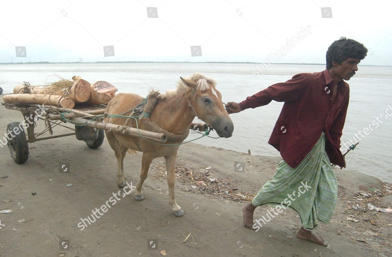 Bangladeshi Villager Helps Mule Pulling Heavy Editorial Stock Photo ...