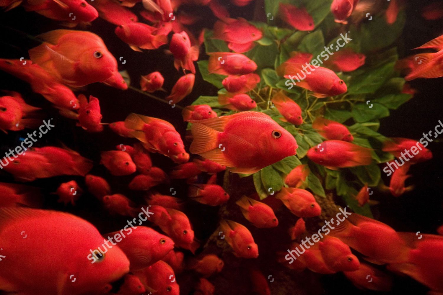 Purple Parrot Fish Swim Inside Tank Editorial Stock Photo - Stock Image ...