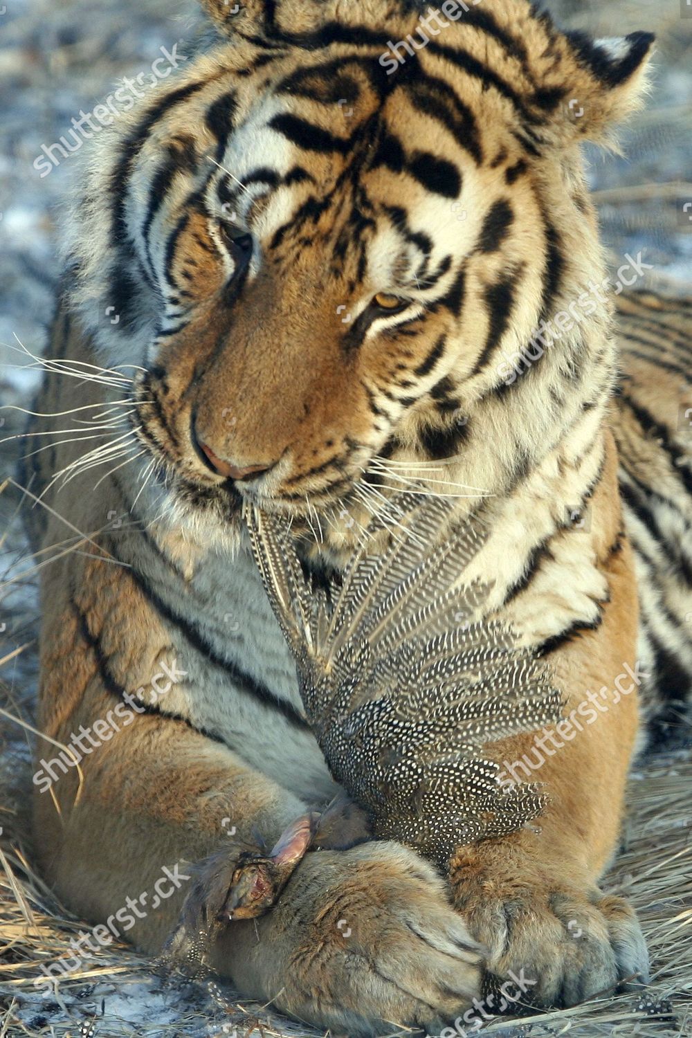 Siberian Tiger Rips Feathers Pheasant Siberian Editorial Stock Photo ...