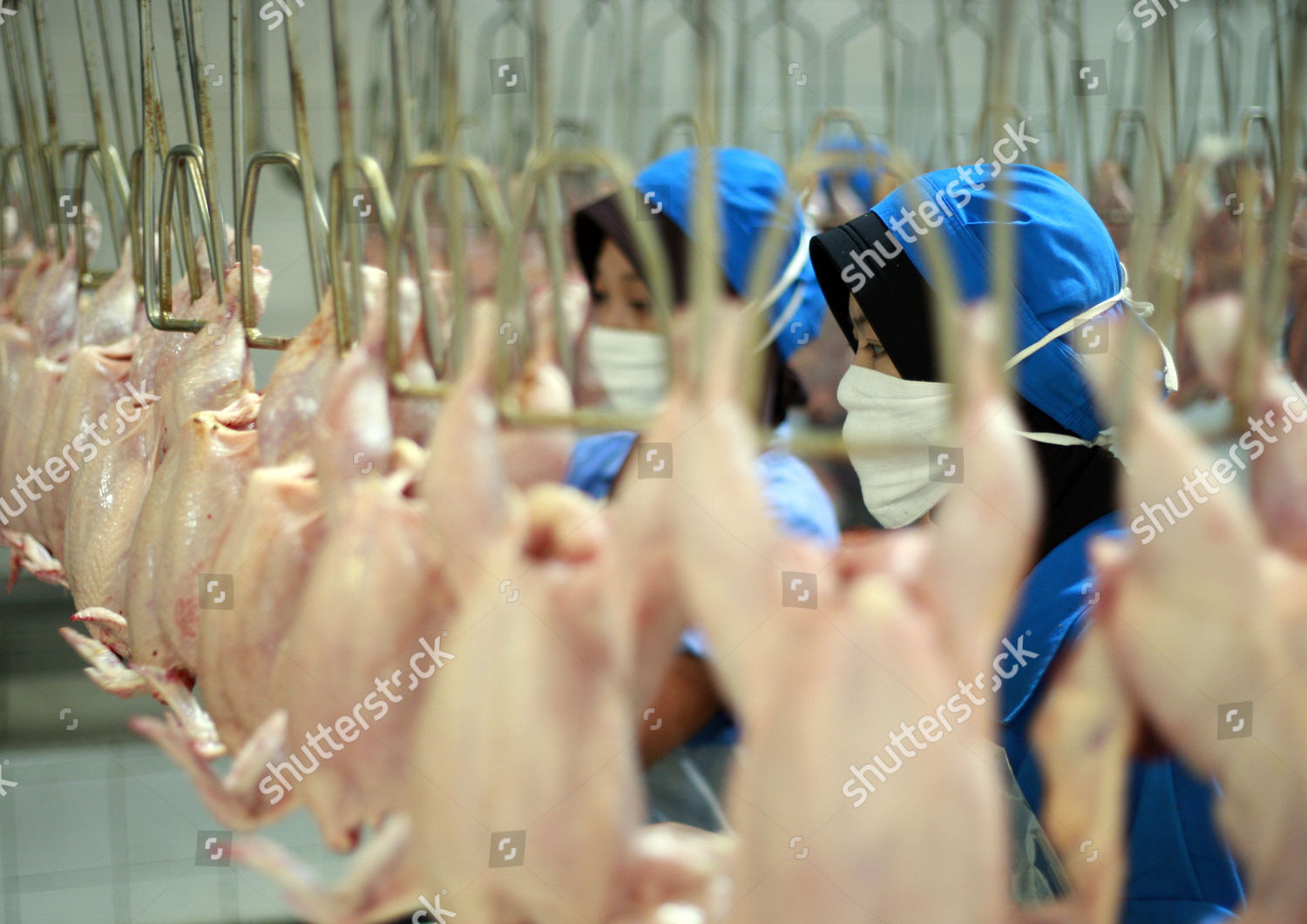 Employees Work Chicken Slaughterhouse Bogor West Editorial Stock Photo ...
