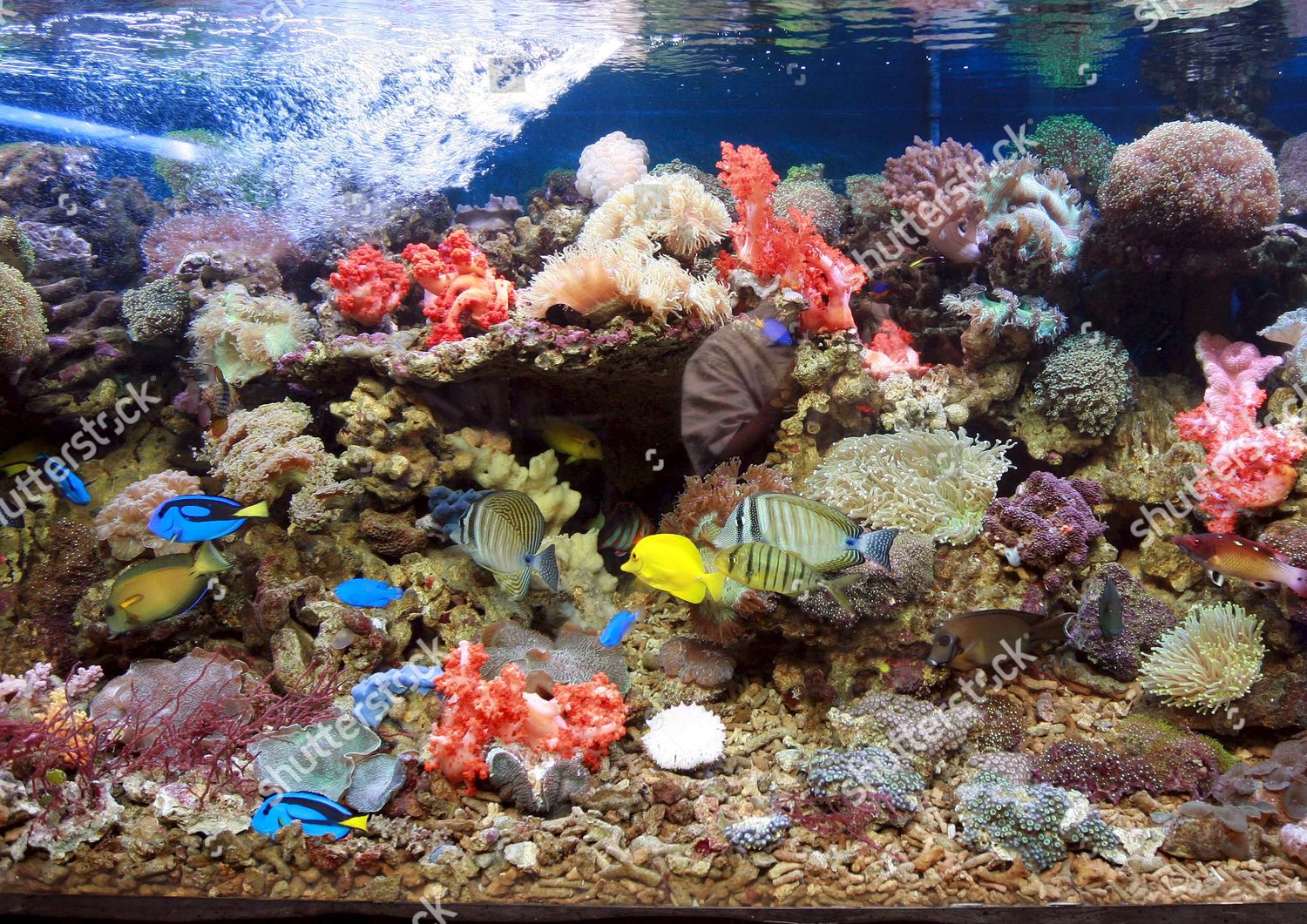 Coral Reef Sea Fish Aquarium Seen Editorial Stock Photo - Stock Image ...